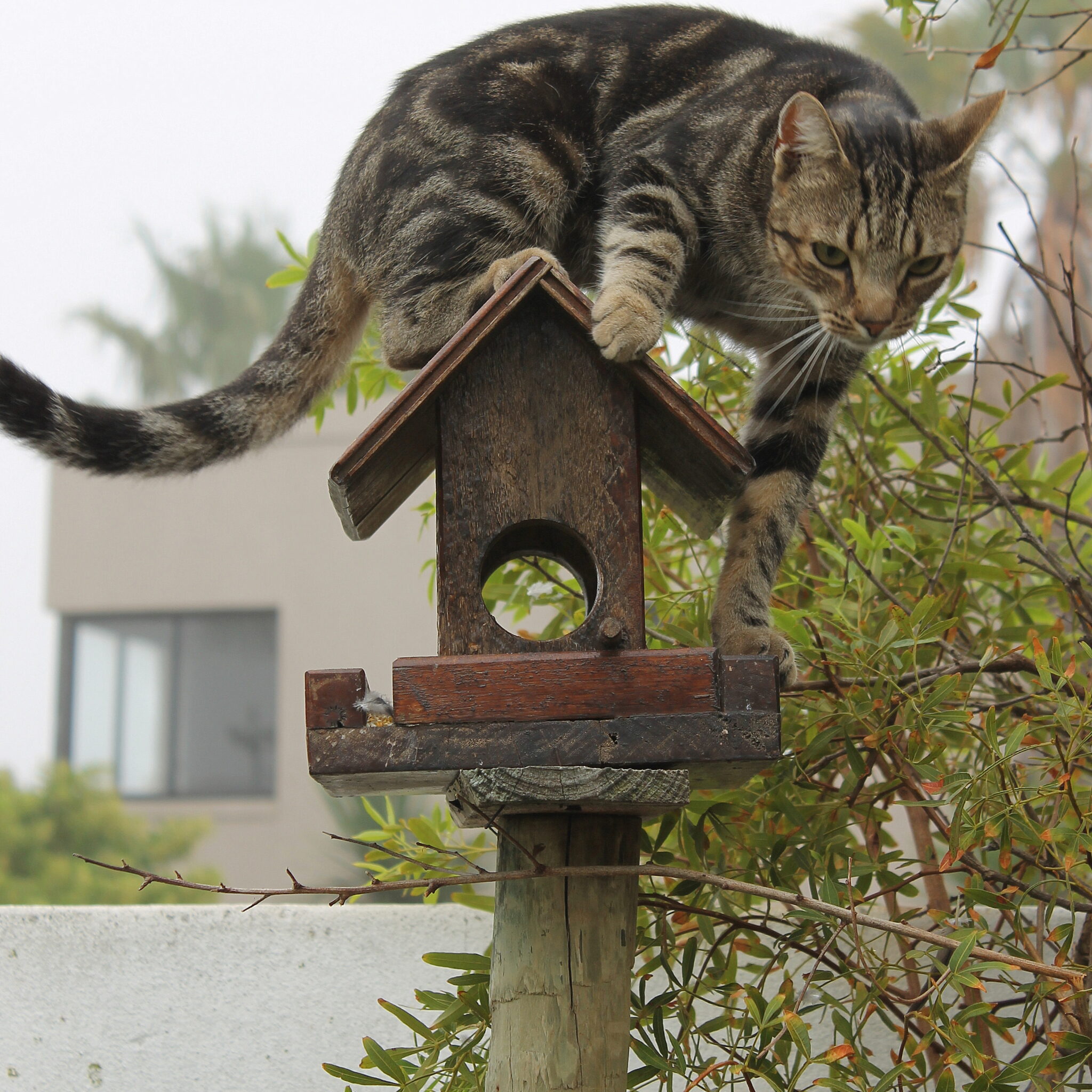 Avian Flu and Risk to Domestic Cats - Stewardship Centre for BC