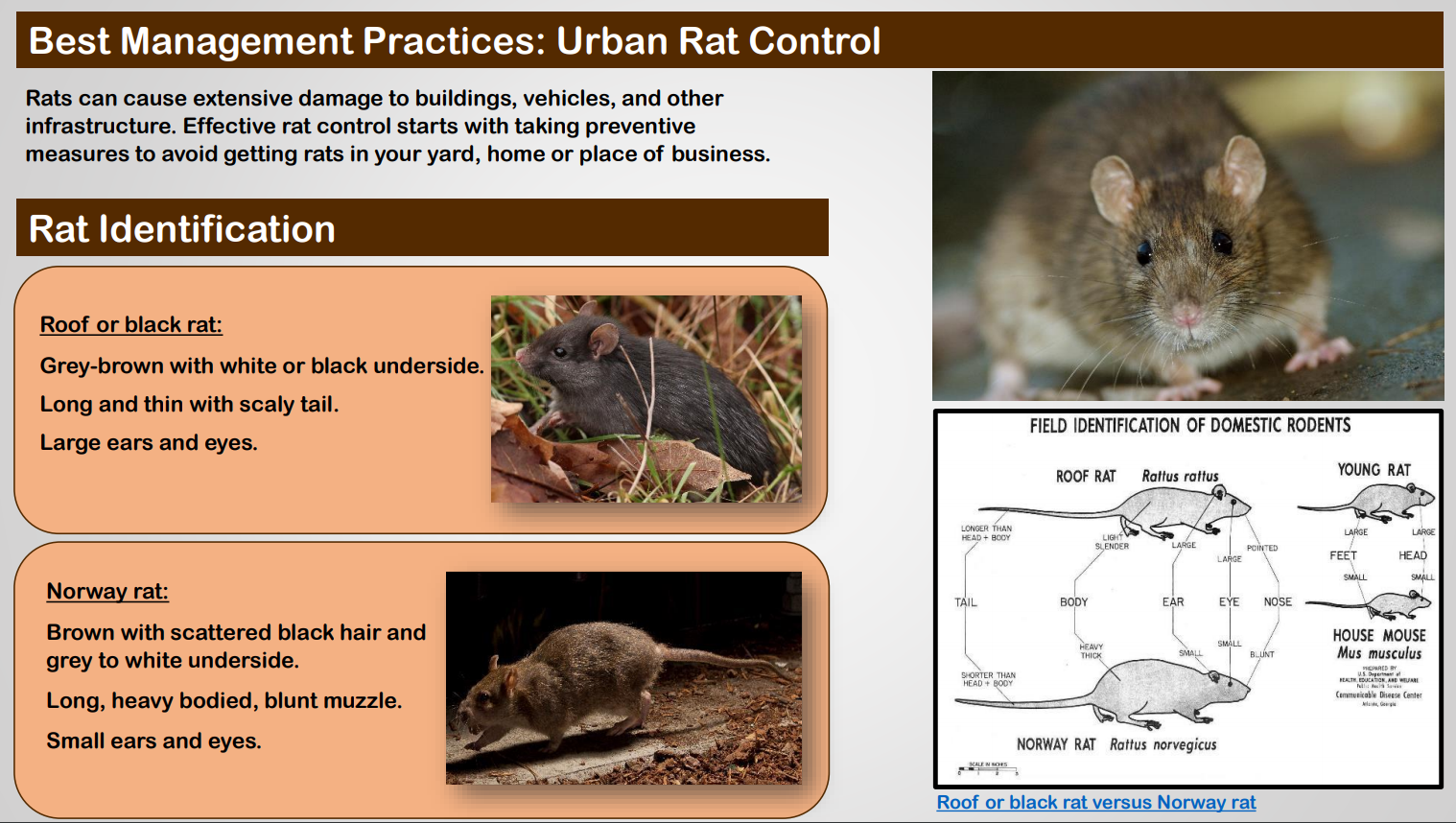 Best Practices to Control Rodents - Stewardship Centre for BC