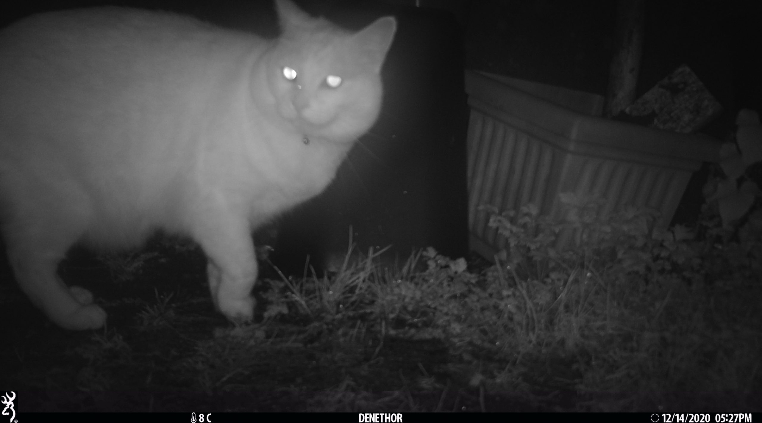 Vancouver Cat Count: the Final Phase - Stewardship Centre for BC