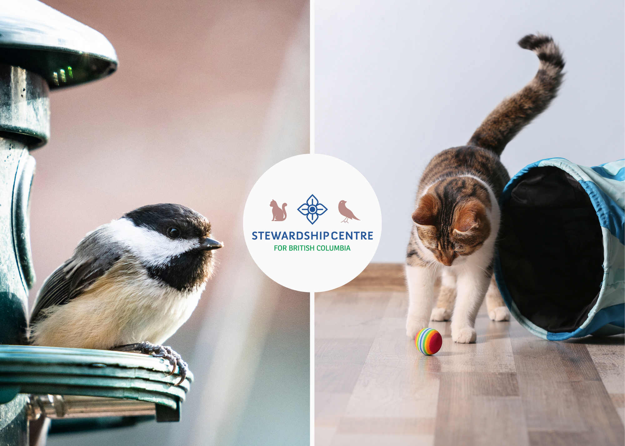 Webinar: Cats, BC Birds and US - Stewardship Centre for BC