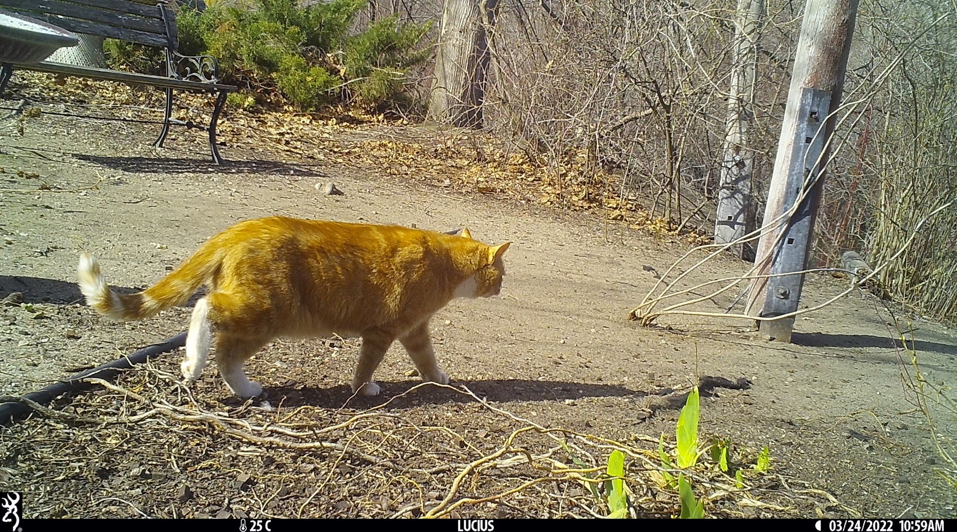 Oliver cat march 2022 - Stewardship Centre for BC