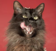 Cats and Birds in the News 2024 - Stewardship Centre for BC