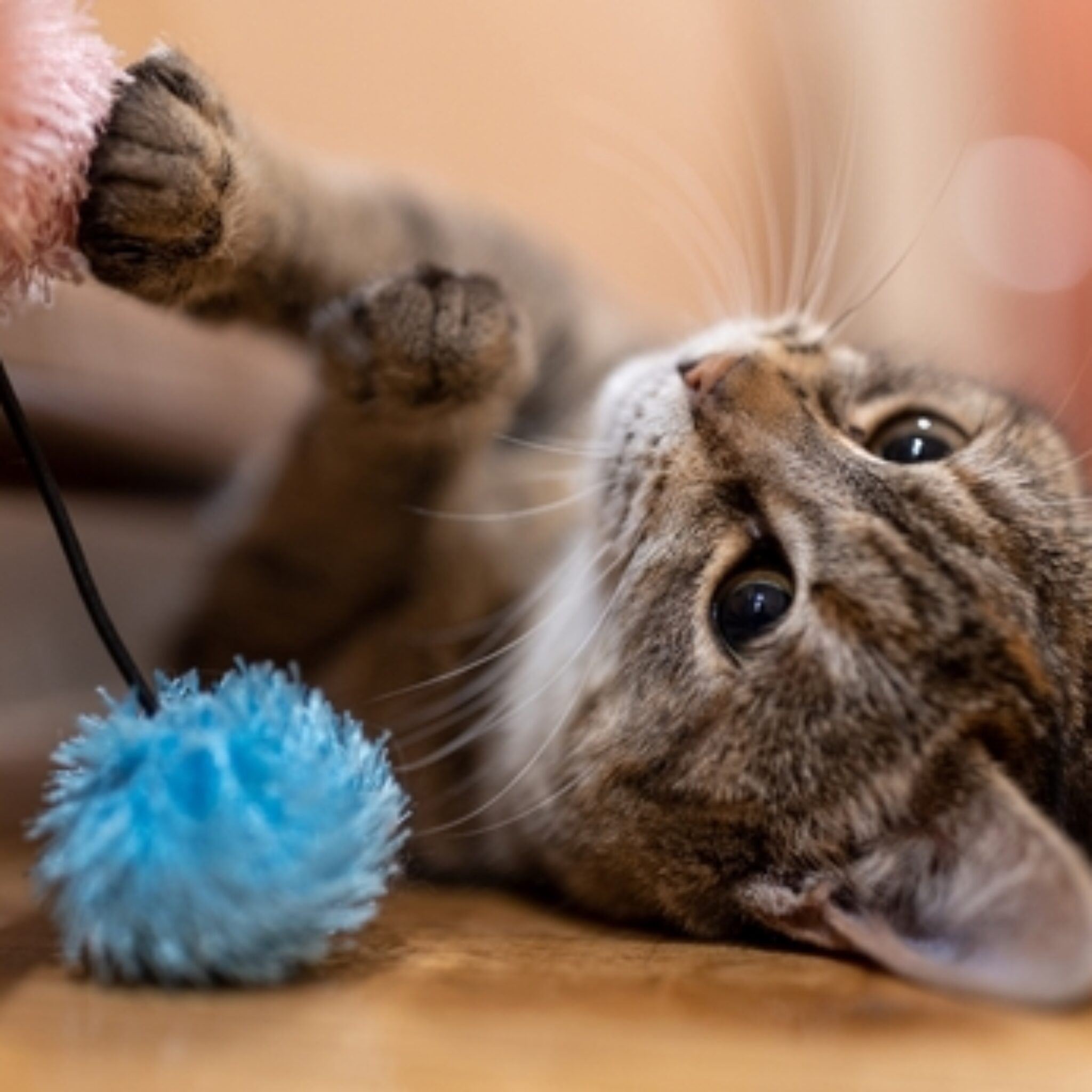 Cats and Birds in the News 2024 - Stewardship Centre for BC